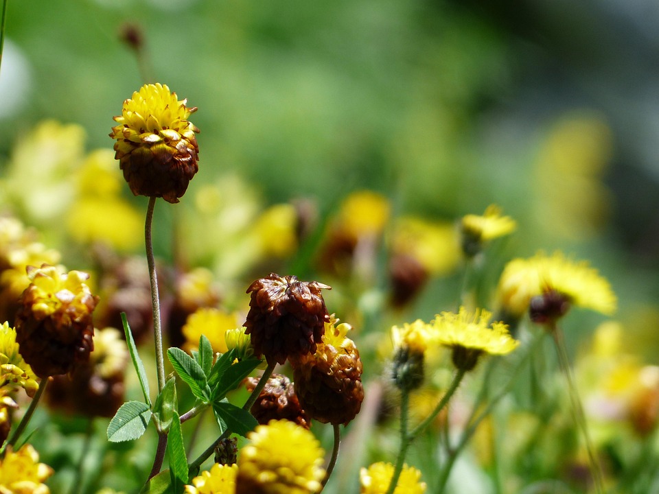 Robe Marron Fleurs Fleur - Photo gratuite sur Pixabay - Pixabay