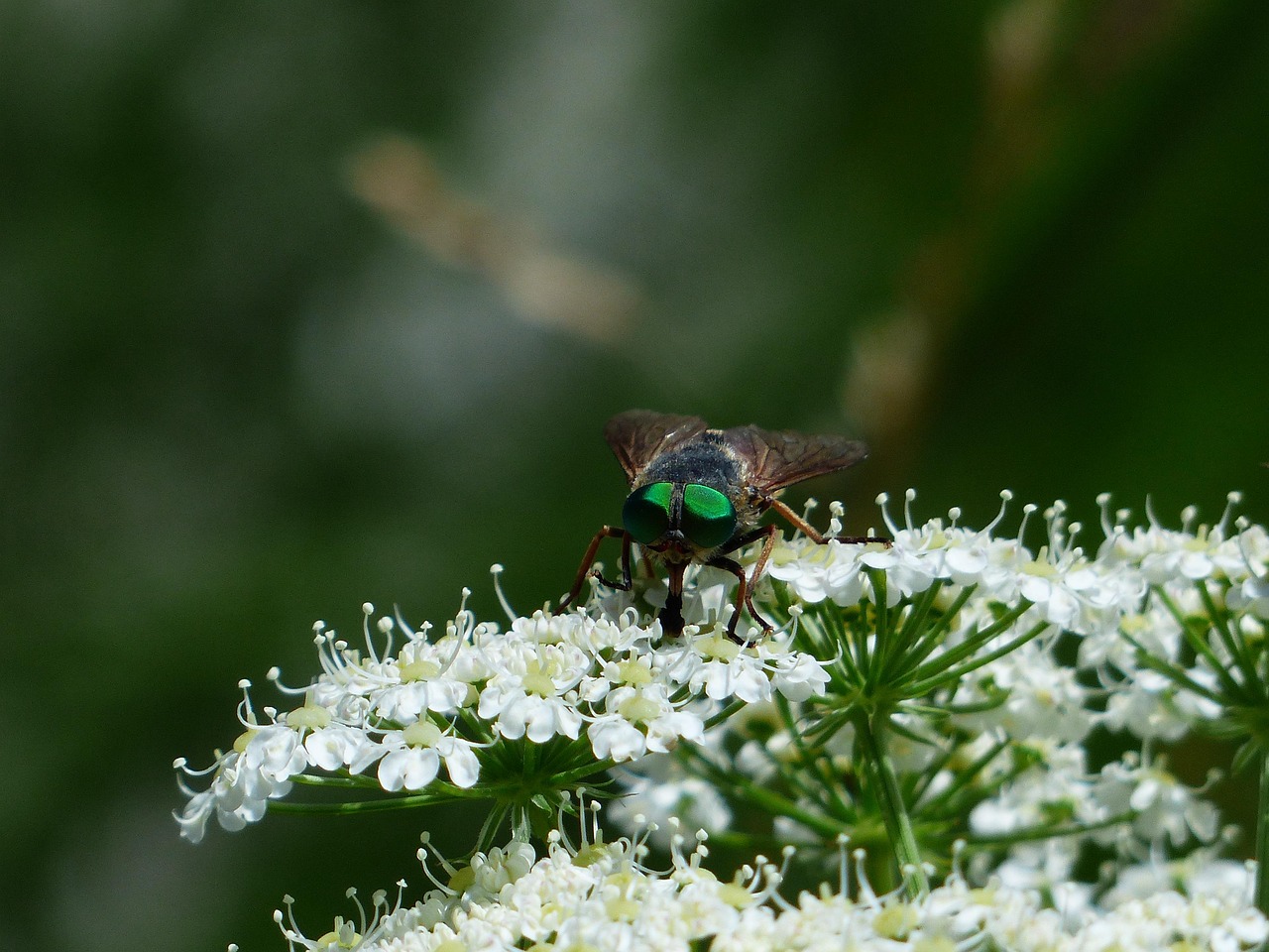 500+ Free Mosquito & Insect Images - Pixabay
