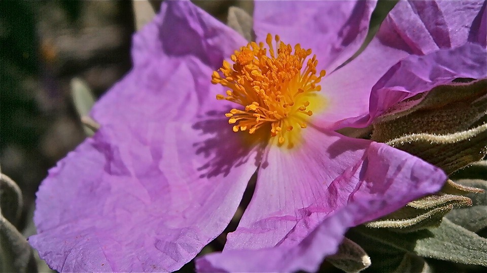 Flowers Jara Steppe - Free photo on Pixabay