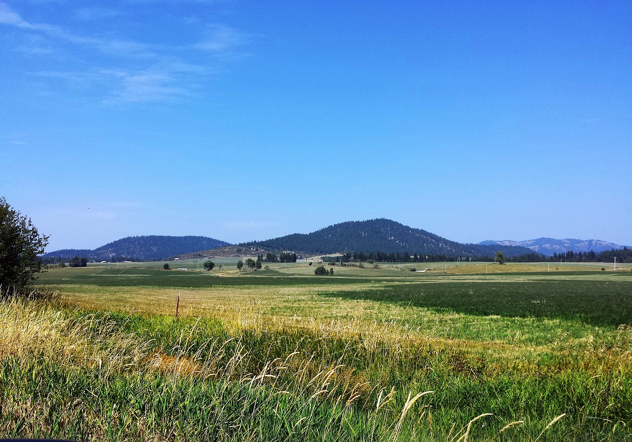 70,000+ Free Tall Grass & Grass Photos - Pixabay
