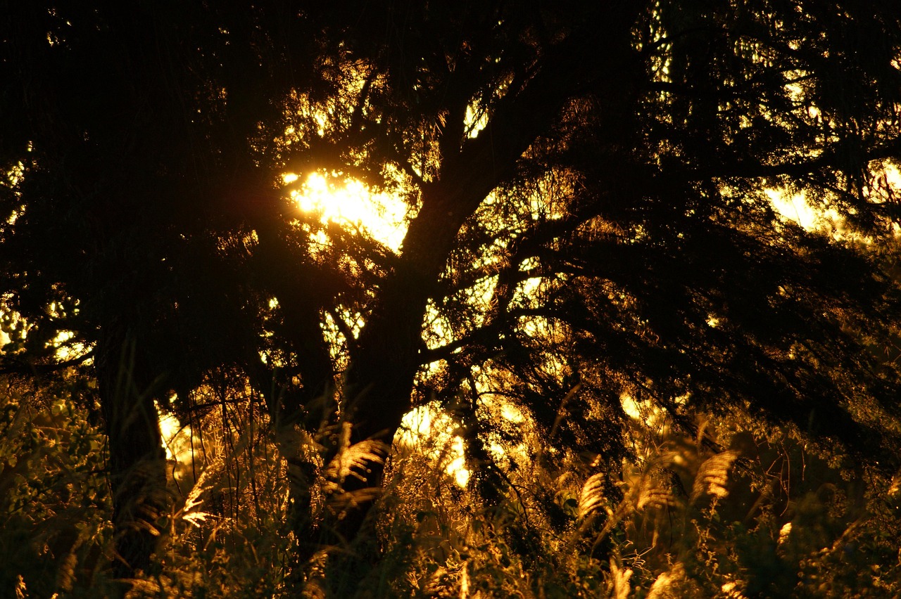 200+ Free Paraguay & Nature Images - Pixabay