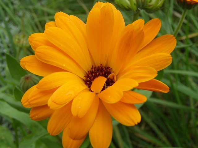 Calêndula Flor Planta De - Foto gratuita no Pixabay - Pixabay