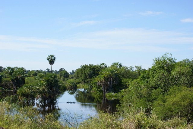Swamp Wetland Jungle - Free photo on Pixabay - Pixabay