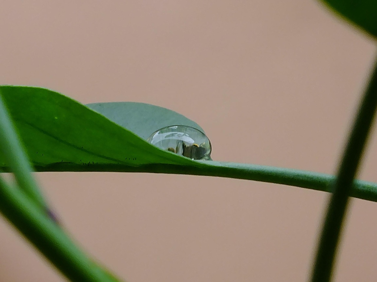Goutte Feuille La Nature De - Photo gratuite sur Pixabay - Pixabay