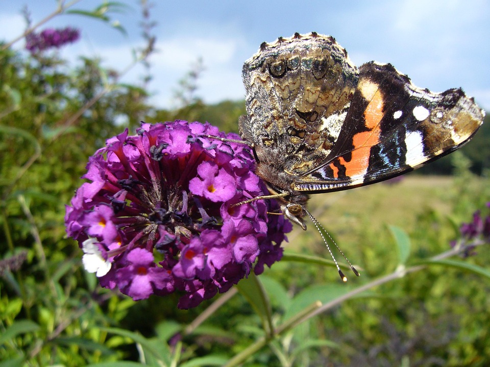 Amiral Papillon Insectes - Photo gratuite sur Pixabay - Pixabay