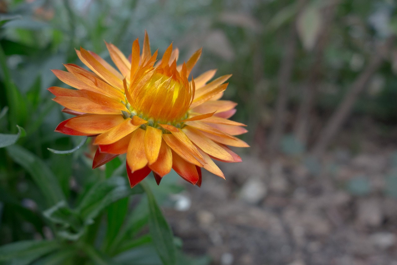 Straw Flower Nature Italian - Free photo on Pixabay - Pixabay