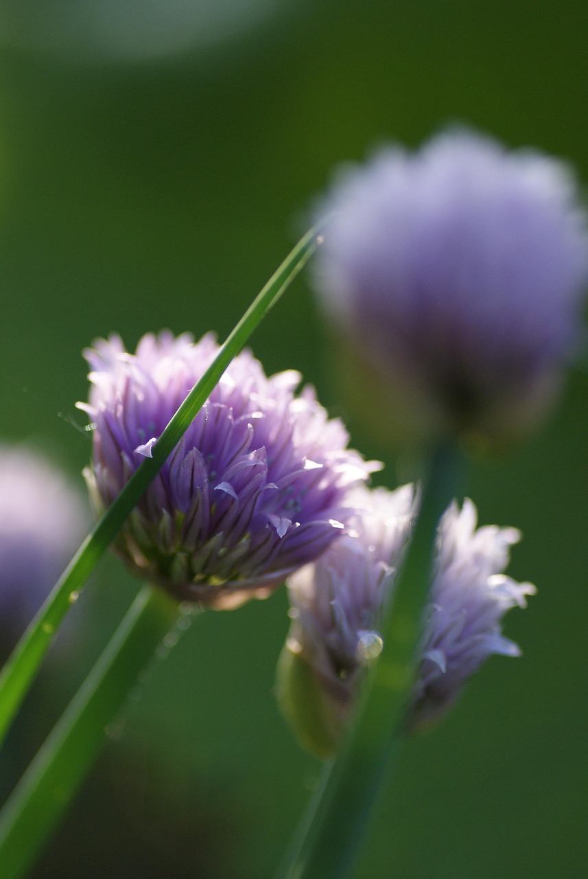 Chives Leek Blossom - Free photo on Pixabay - Pixabay