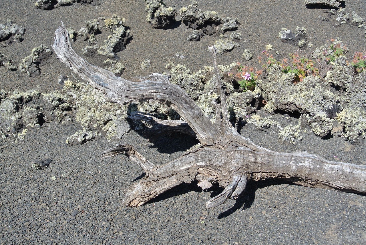 Wood Drought Dead Tree - Free photo on Pixabay - Pixabay