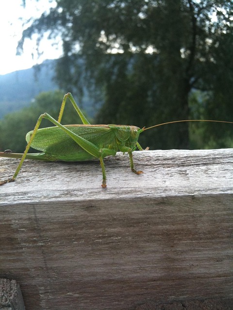 Cricket Bug - Photo gratuite sur Pixabay