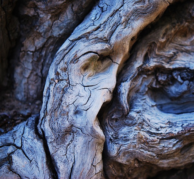 Wood Faces In Nature - Free photo on Pixabay