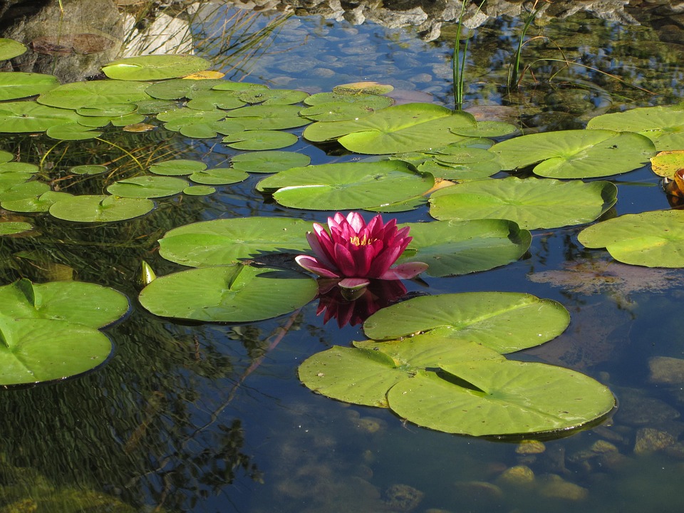 Nenúfar Planta Aquática Flor - Foto gratuita no Pixabay - Pixabay