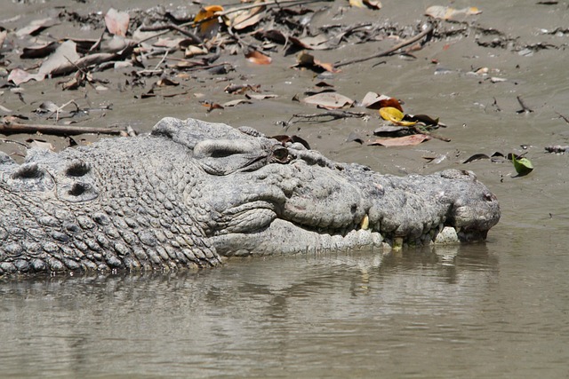 Crocodile Reserve Predator - Free photo on Pixabay