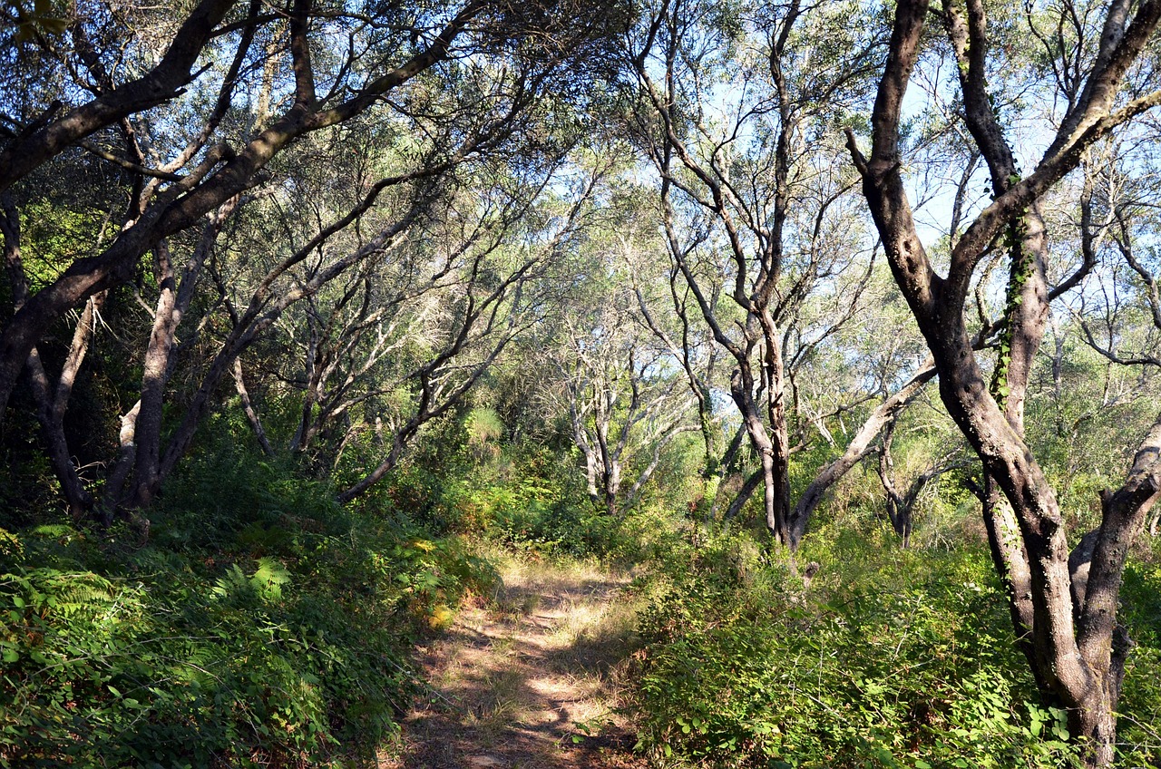 Nature Olive Trees Green - Free photo on Pixabay - Pixabay