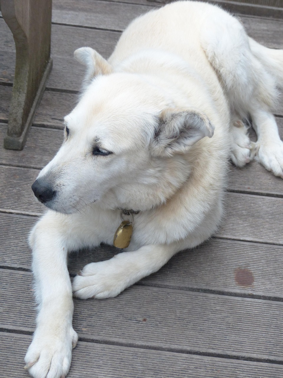 White German Shepherd Husky Mix