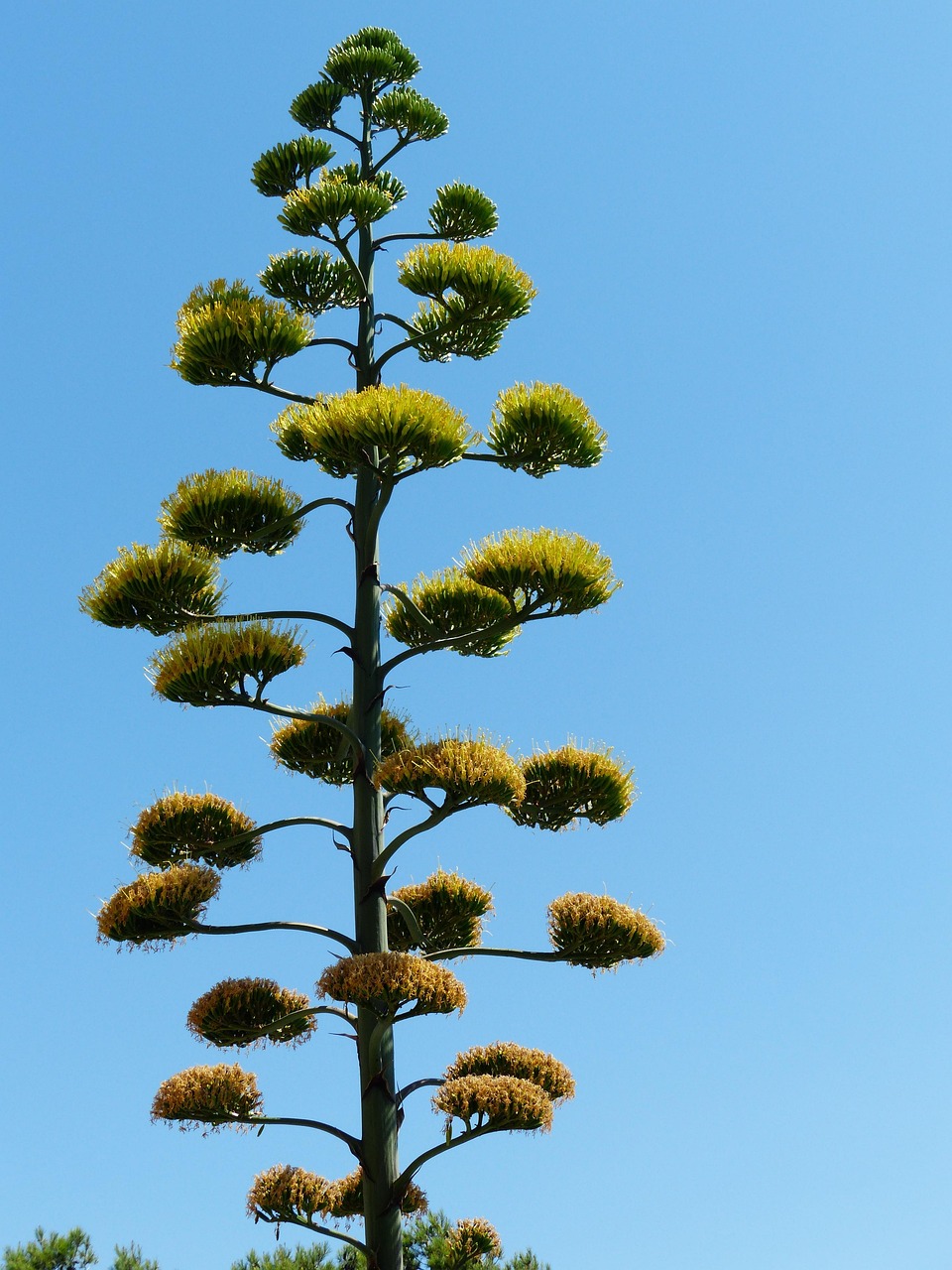 Agave Inflorescencia Familia De - Foto gratis en Pixabay - Pixabay