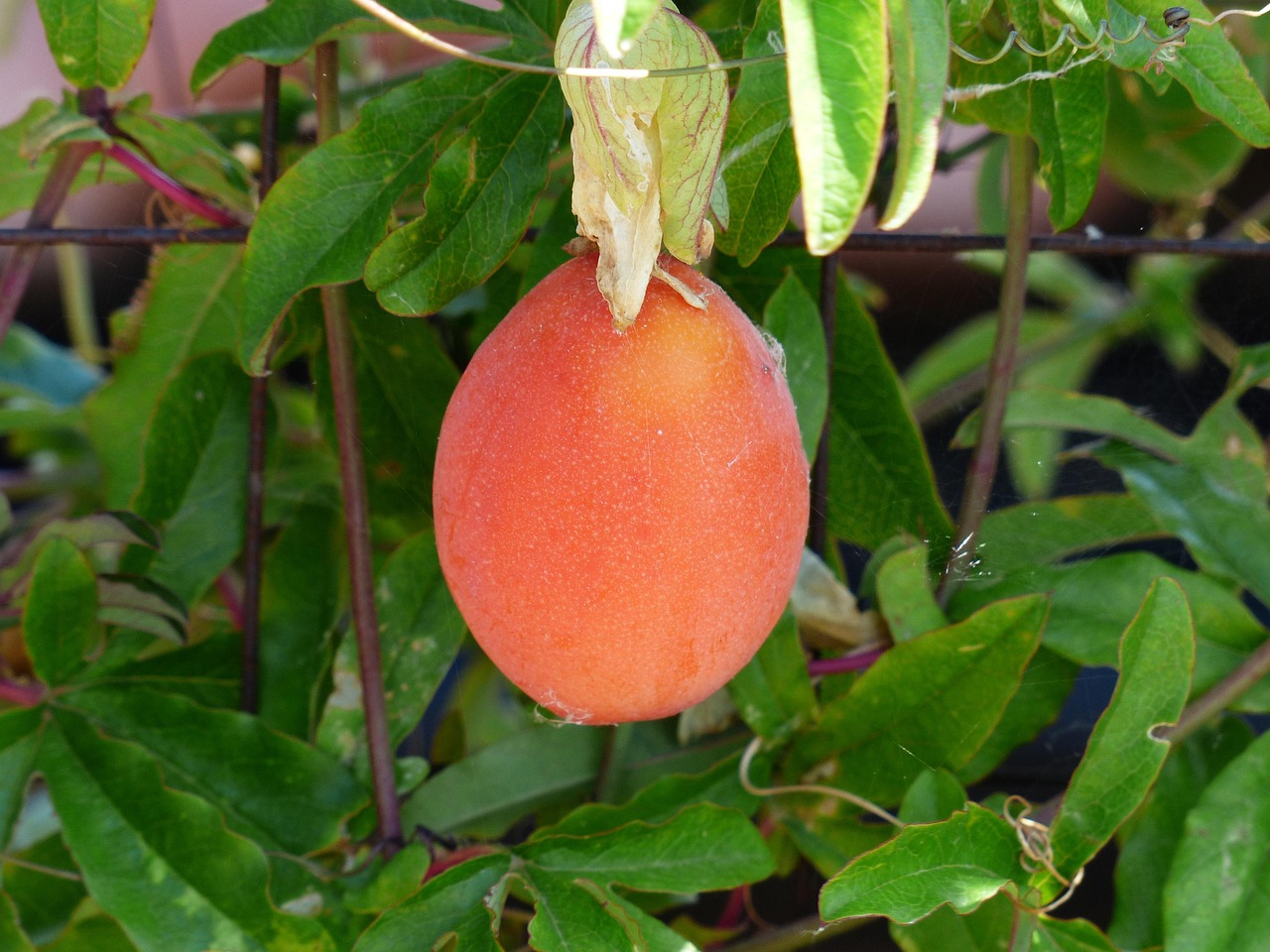 Más de 100 fotos de Maracuyá y Fruta gratis - Pixabay