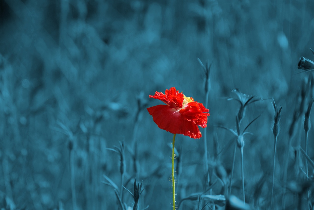 10 000+ ilmaista Fake Poppy & Luonne kuvaa - Pixabay