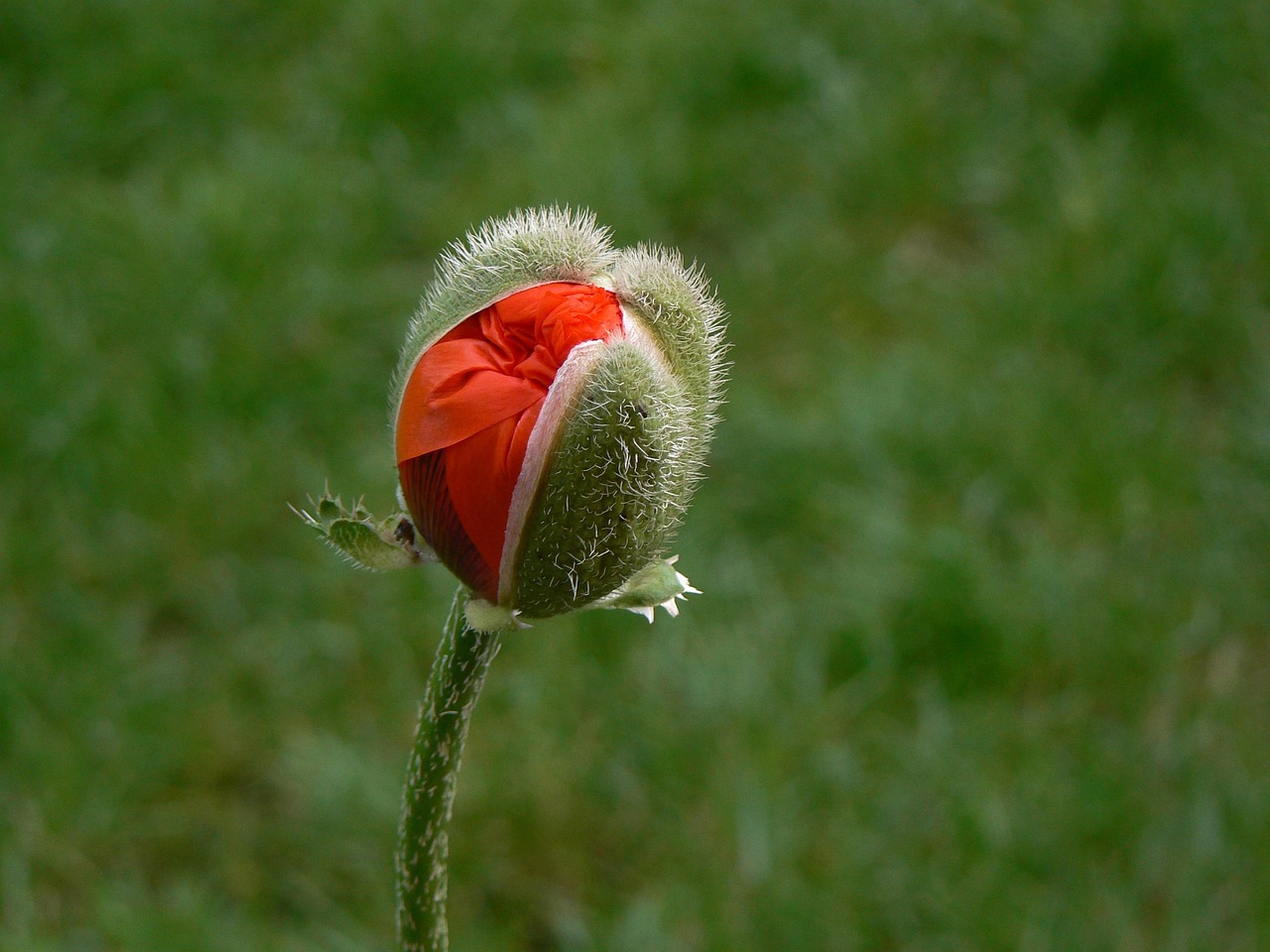 Poppy Macro Red - Free photo on Pixabay - Pixabay