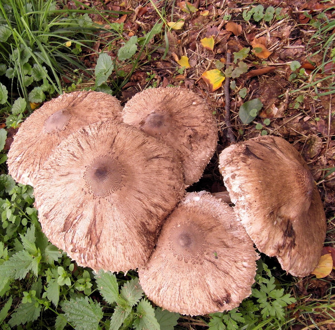 100+ Free Compost & Nature Images - Pixabay