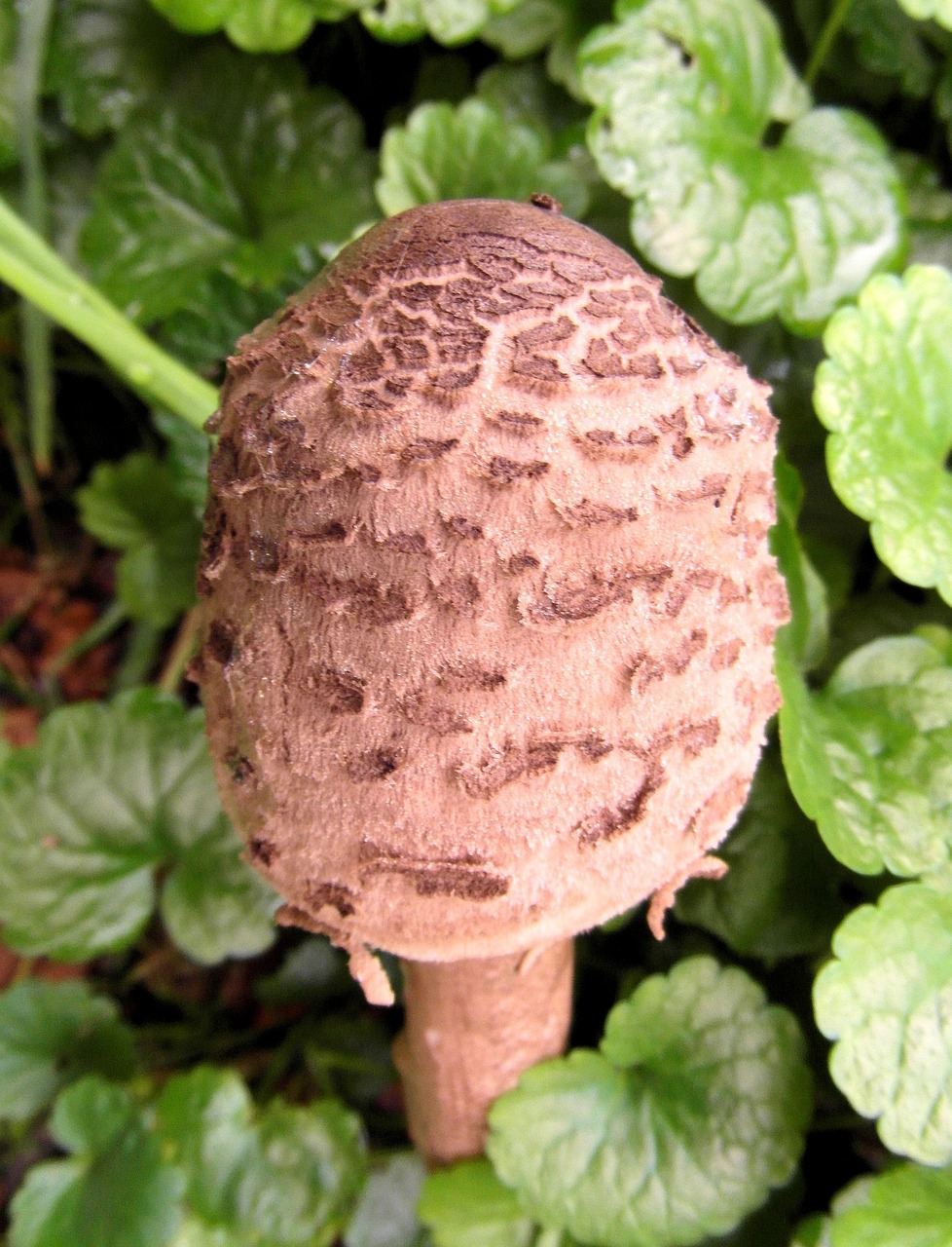 100+ Free Compost & Composting Images - Pixabay