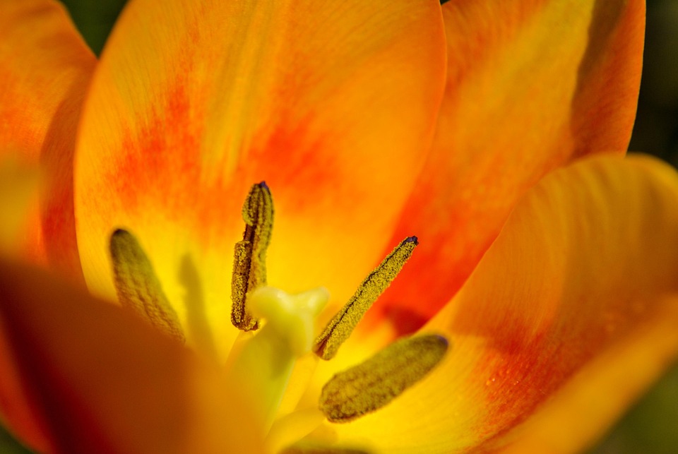 Tulip Macro Flower - Free photo on Pixabay