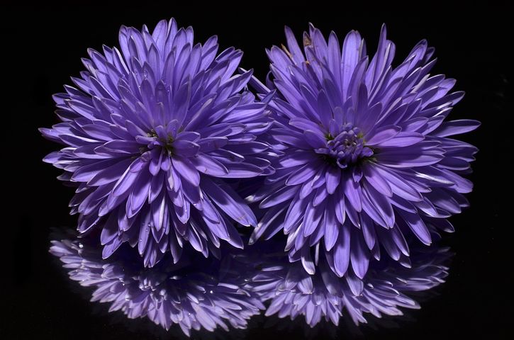 500+ Free Asters & Aster Photos - Pixabay