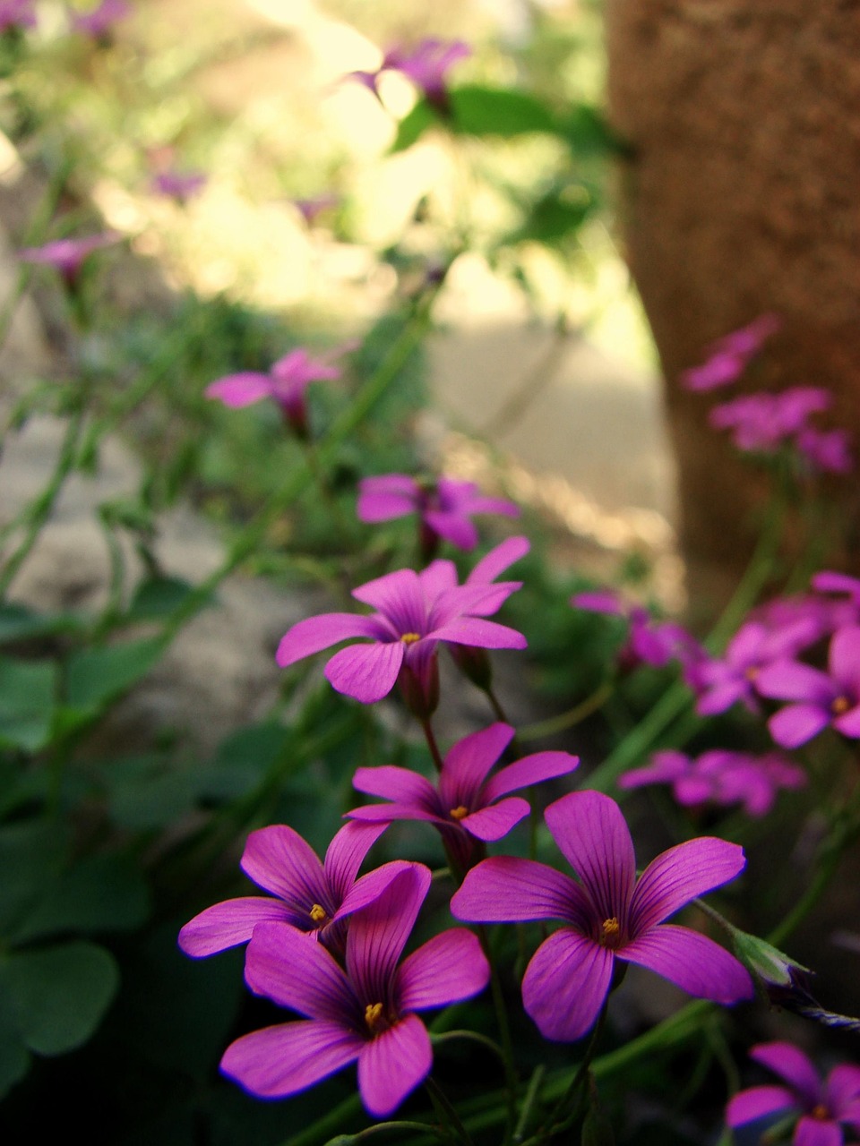 Flowers Wild Magenta - Free photo on Pixabay - Pixabay