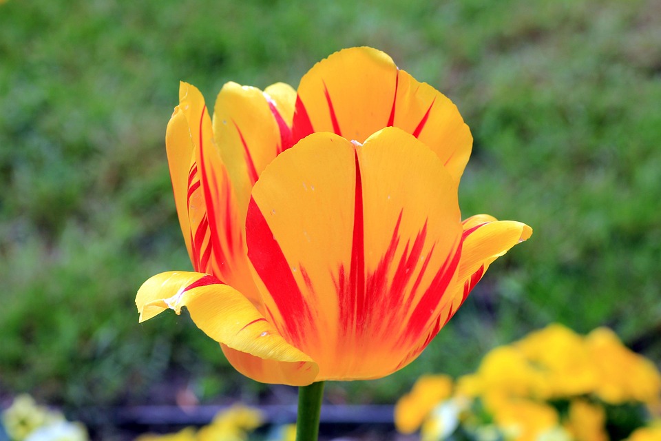 Planta Flor Tulipán - Foto gratis en Pixabay - Pixabay