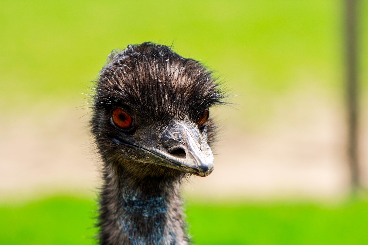 Burung Unta Kebun Binatang - Foto gratis di Pixabay - Pixabay