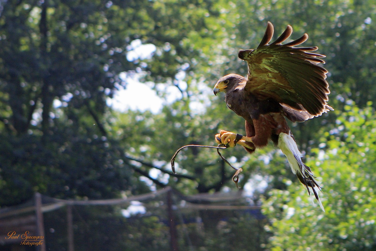 Bird Of Prey Birds Nature Common - Free photo on Pixabay