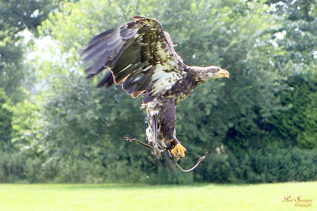 Bird Of Prey Birds Nature - Free photo on Pixabay - Pixabay