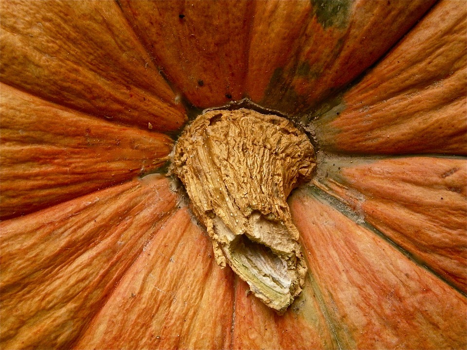 Fruit Pumpkin Vegetable - Free photo on Pixabay - Pixabay
