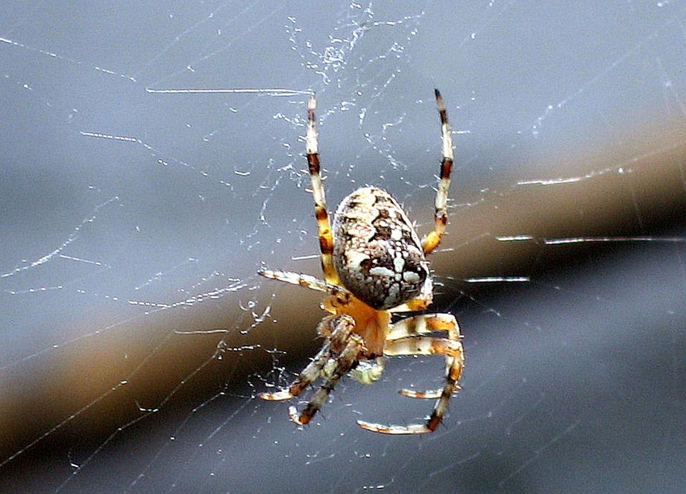 Spin Web Spiders - Free photo on Pixabay - Pixabay
