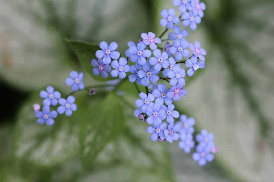 Plant Flower Blossom - Free photo on Pixabay