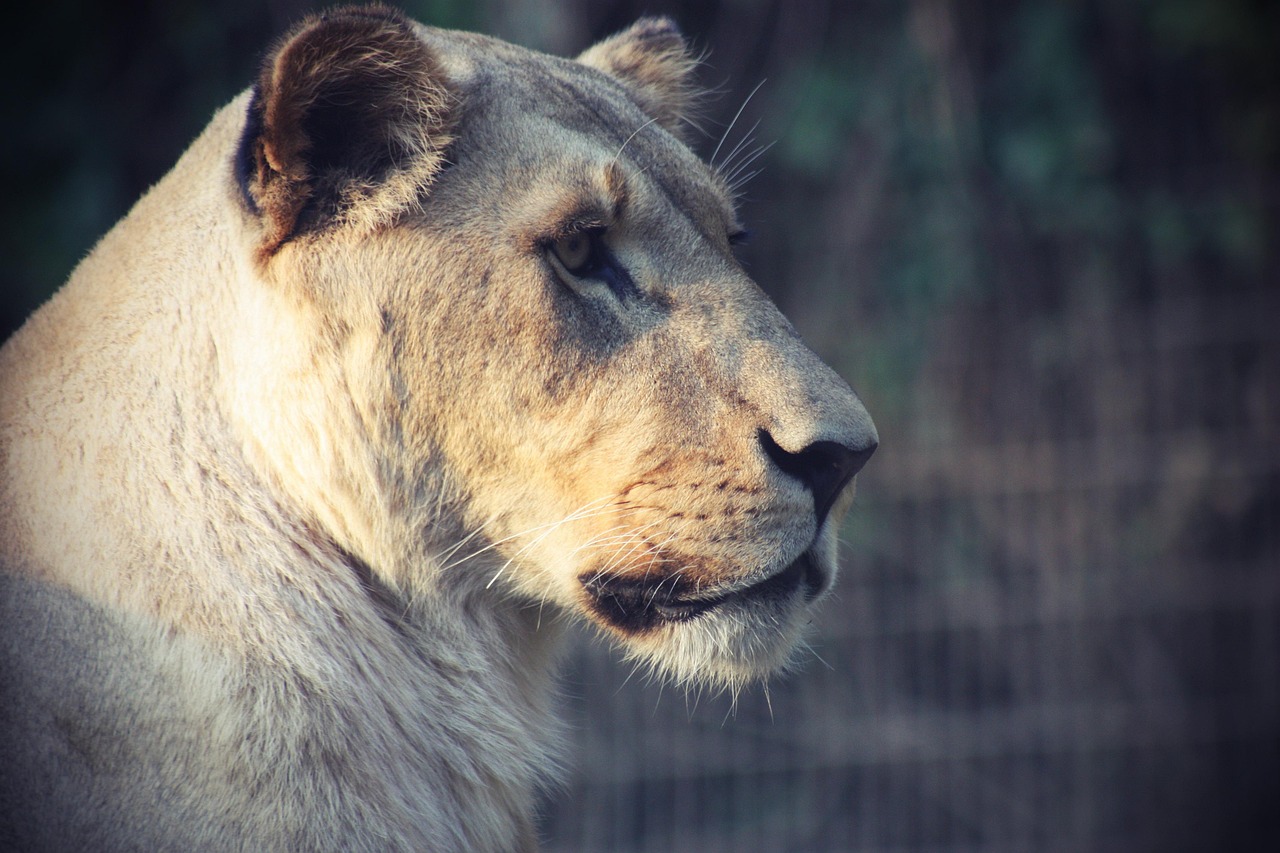 Lion Animal Gros Chat - Photo gratuite sur Pixabay