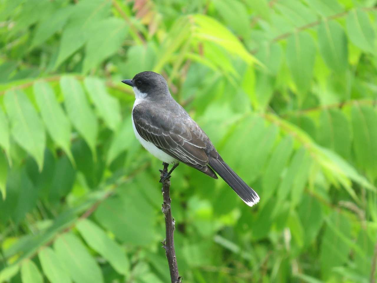 2,000+ Free The Eastern Kingbird & Nature Images - Pixabay
