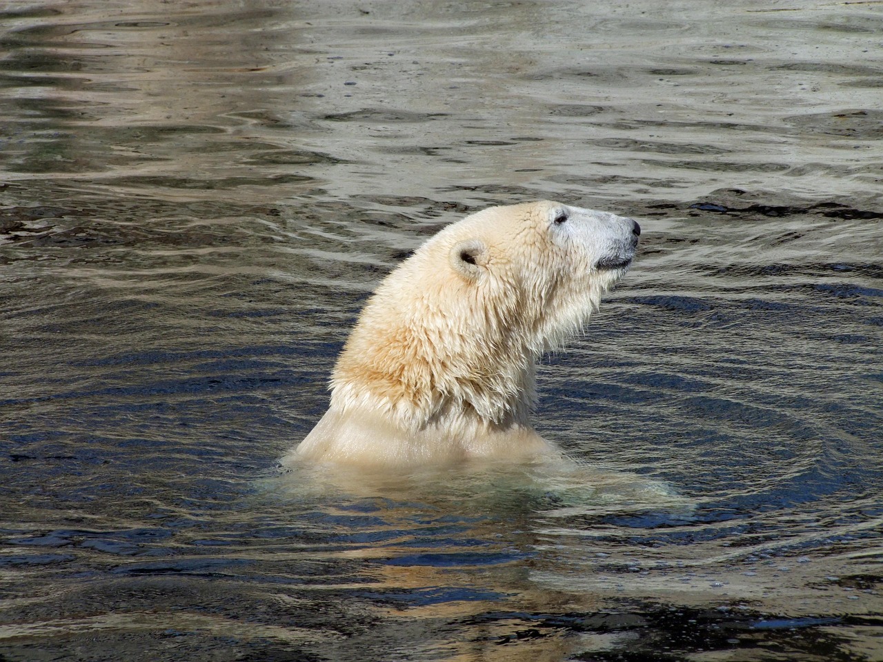 10,000+ Free Urs Polar De Ursus Maritimus & Polar Bear Images - Pixabay