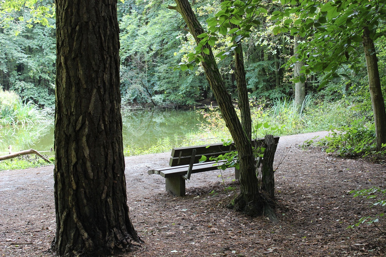 Forest Pond Bank Pool - Free photo on Pixabay - Pixabay