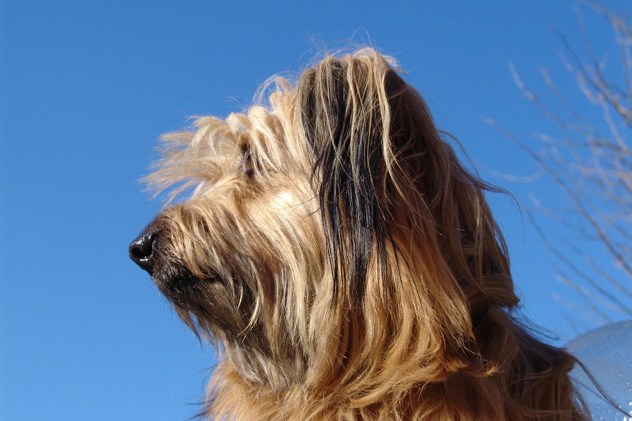 Perro Melancólico - Foto gratis en Pixabay - Pixabay