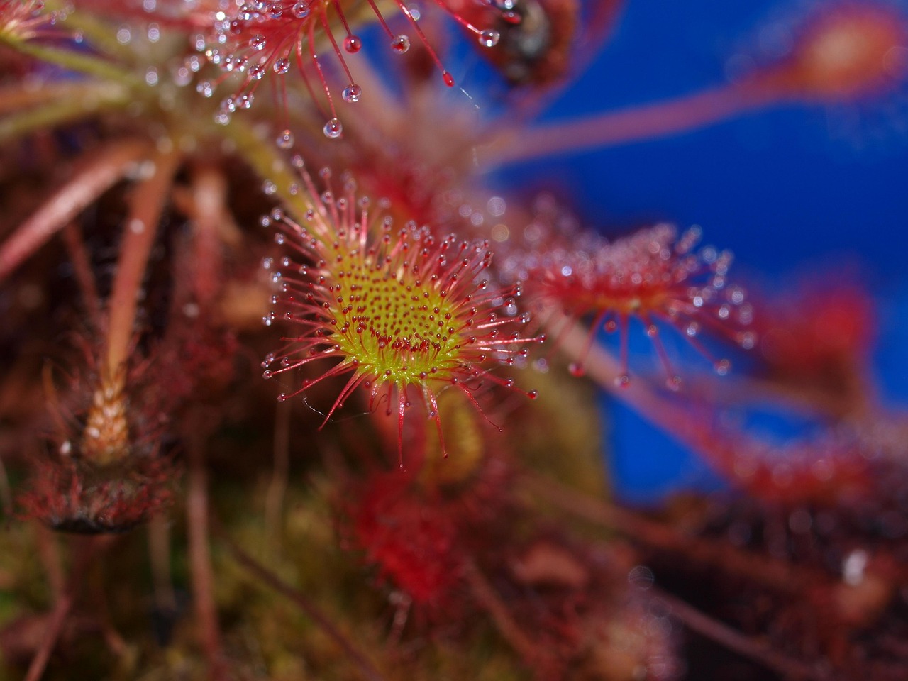 Drosera Intermedia X Rotundifolia - Free photo on Pixabay - Pixabay