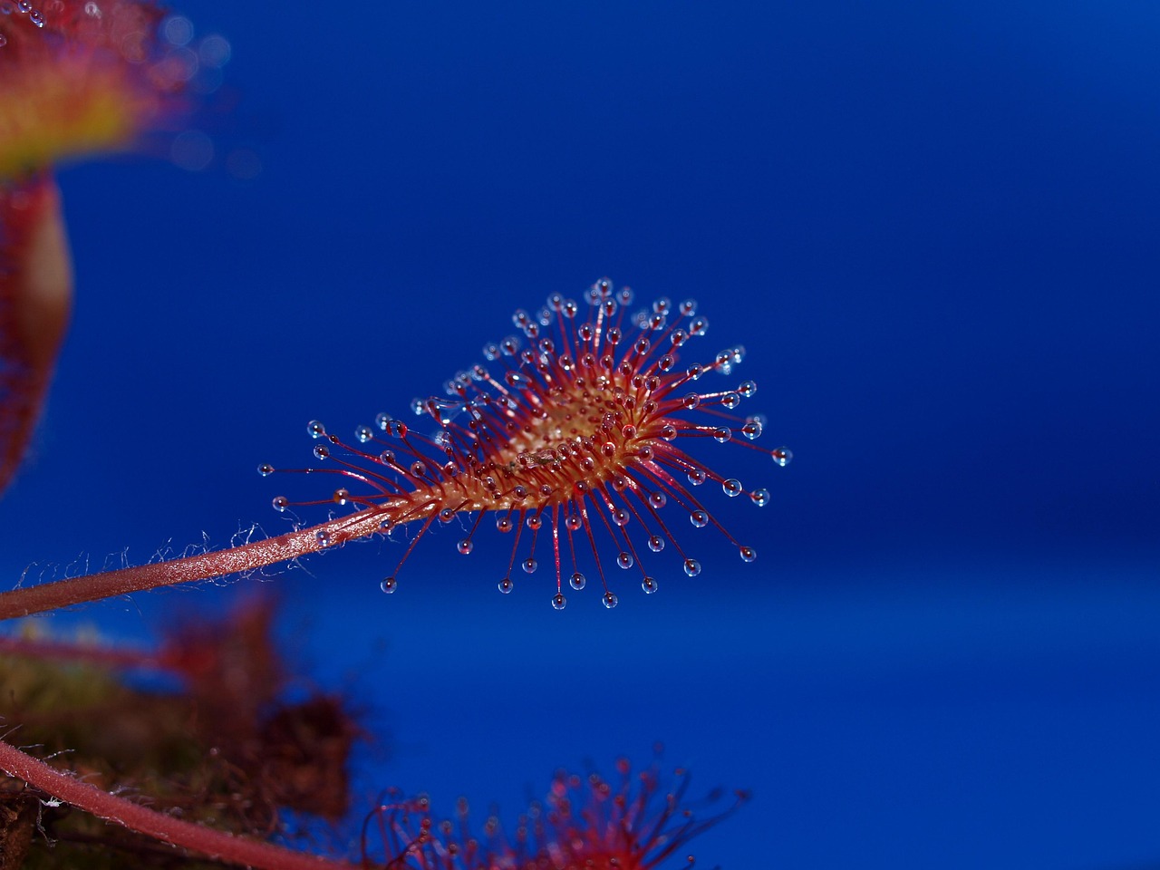 Drosera Intermedia X Rotundifolia - Free photo on Pixabay - Pixabay