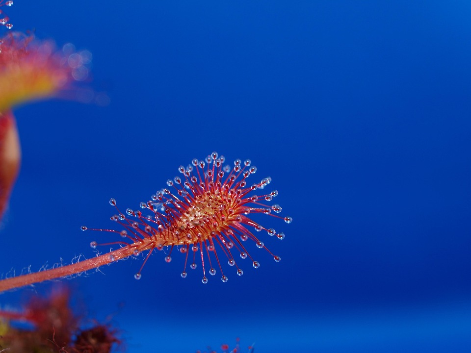 Drosera Intermedia X Rotundifolia - Free photo on Pixabay