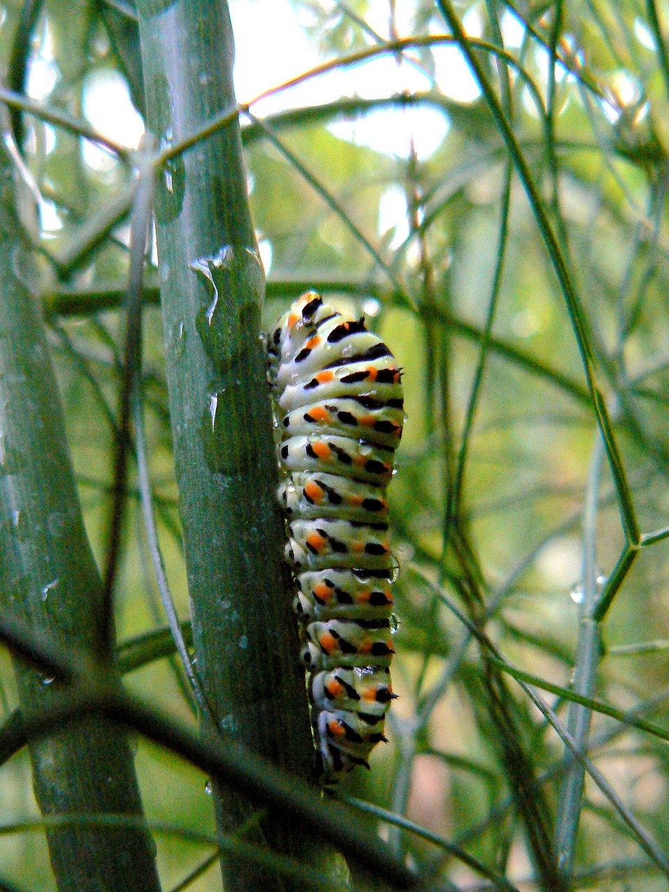 Chenille Insecte Nature - Photo gratuite sur Pixabay - Pixabay