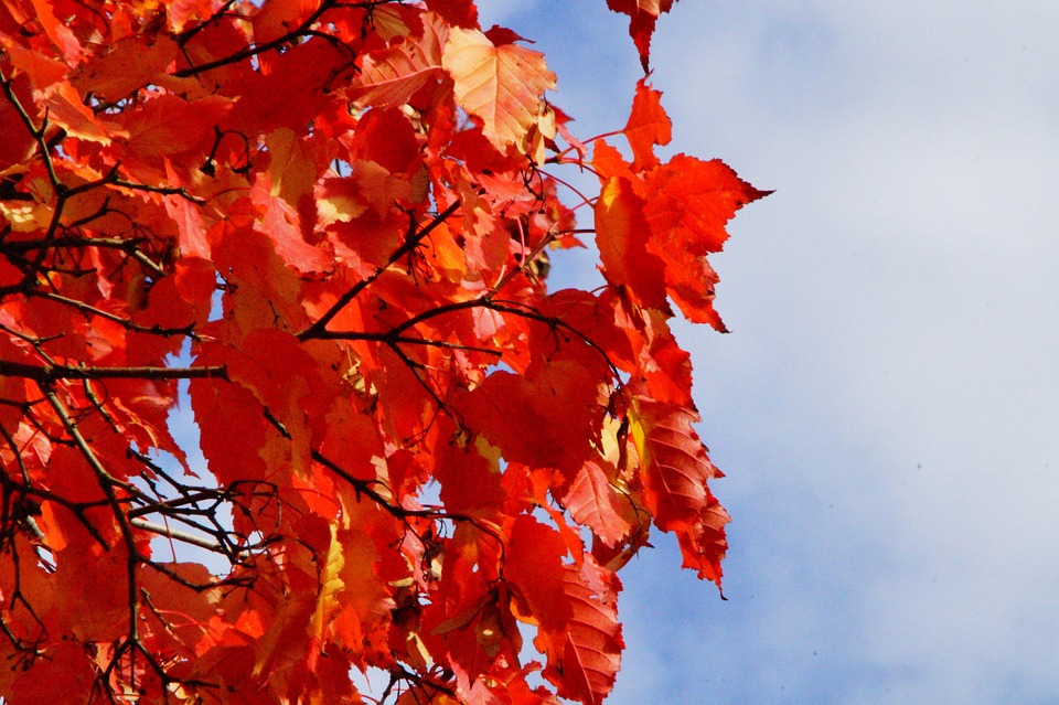 Heaven Fall Autumnal - Free photo on Pixabay - Pixabay