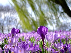 Snowdrop Lily Of The Valley Crocus - Free photo on Pixabay