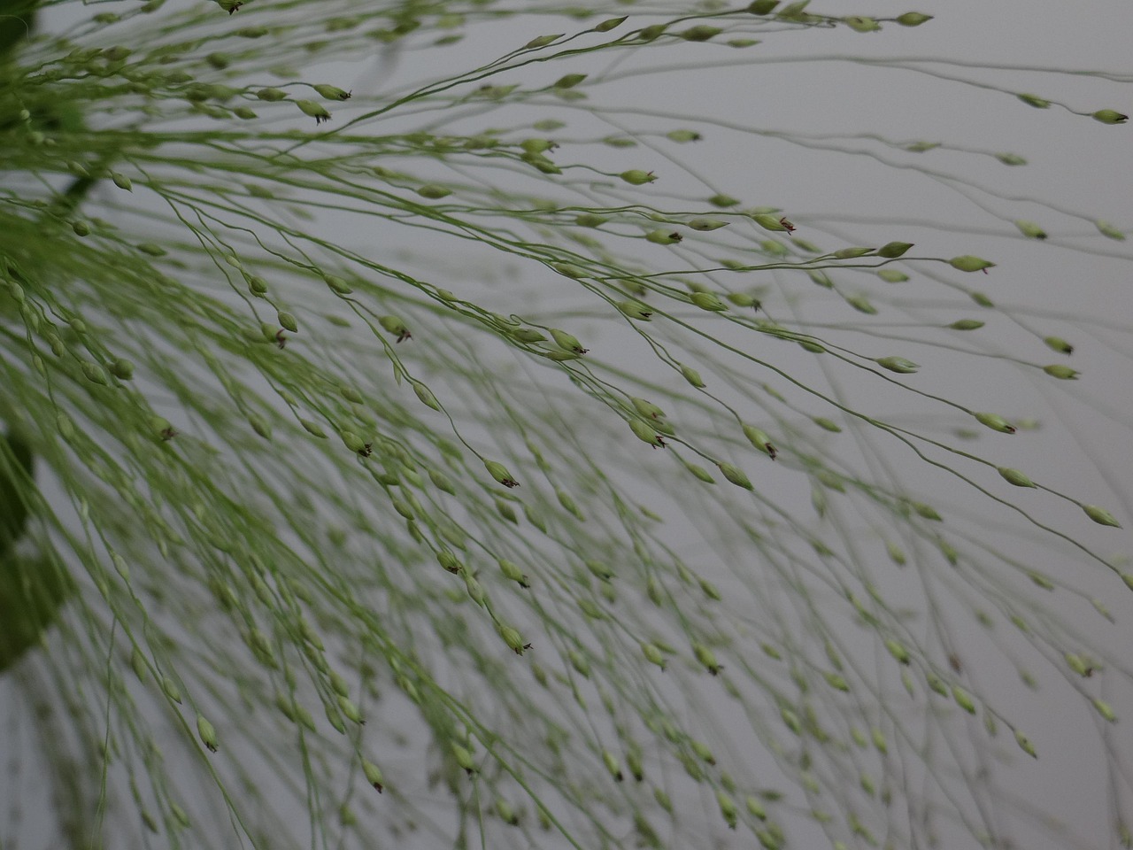 Tufts Of Grass Meadow Plant Flora - Free photo on Pixabay - Pixabay