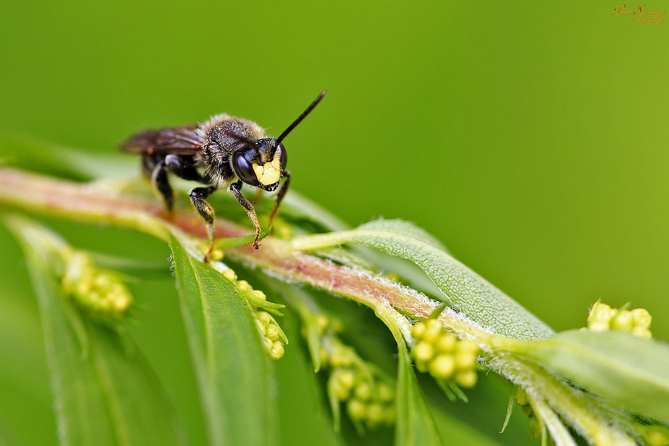 Bug Avispa Macro - Foto gratis en Pixabay - Pixabay
