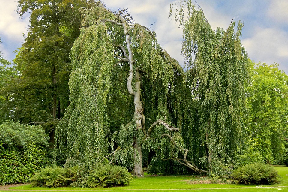 Boom Landschap Bomen - Gratis foto op Pixabay - Pixabay