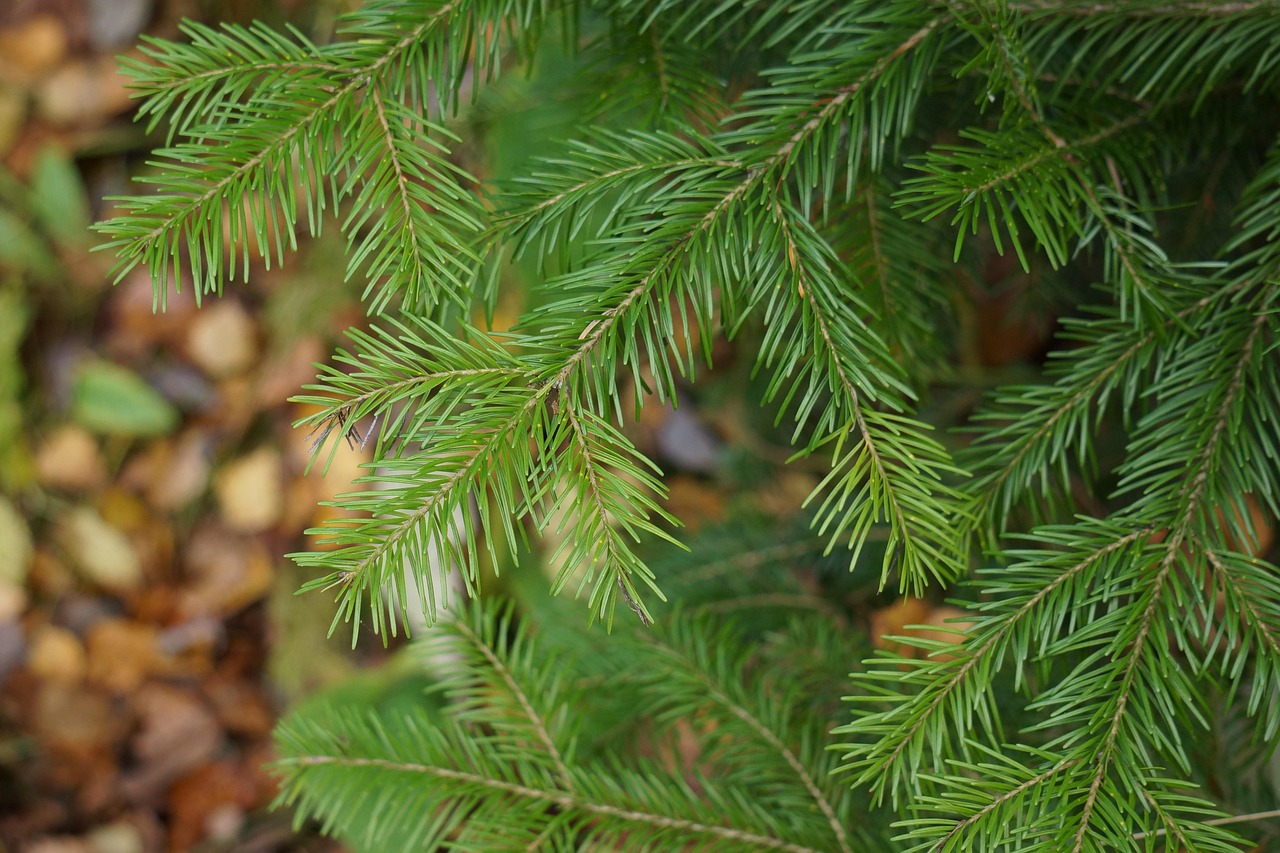 Over 100 gratis billeder for Grangren og Natur - Pixabay
