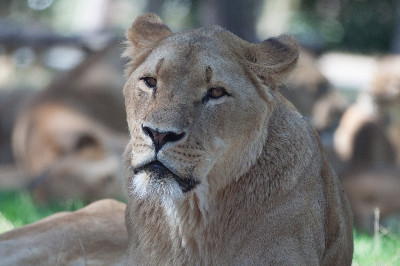 Lion Female Images Female Lion At Birmingham Zoo Dies After Attack By